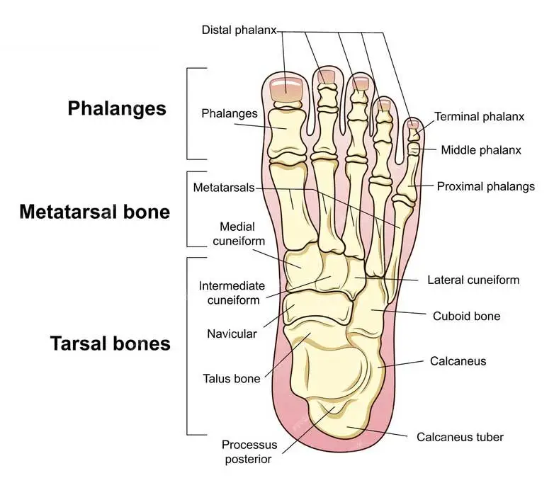 Foot & Ankle - Wiki Wiki Orthopedics